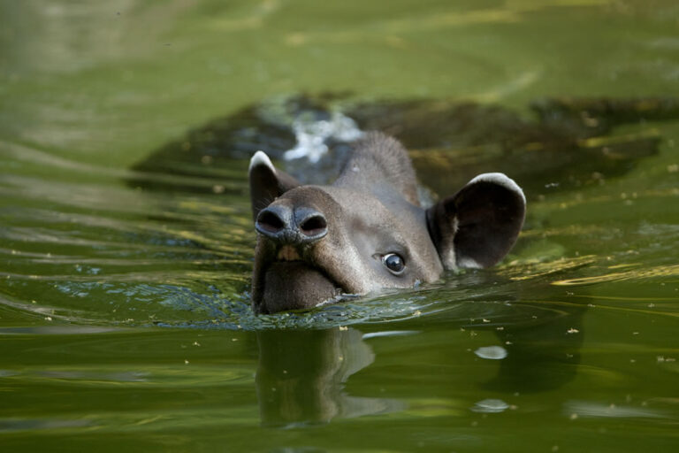 Doe para a anta brasileira - IPÊ - Instituto de Pesquisas Ecológicas