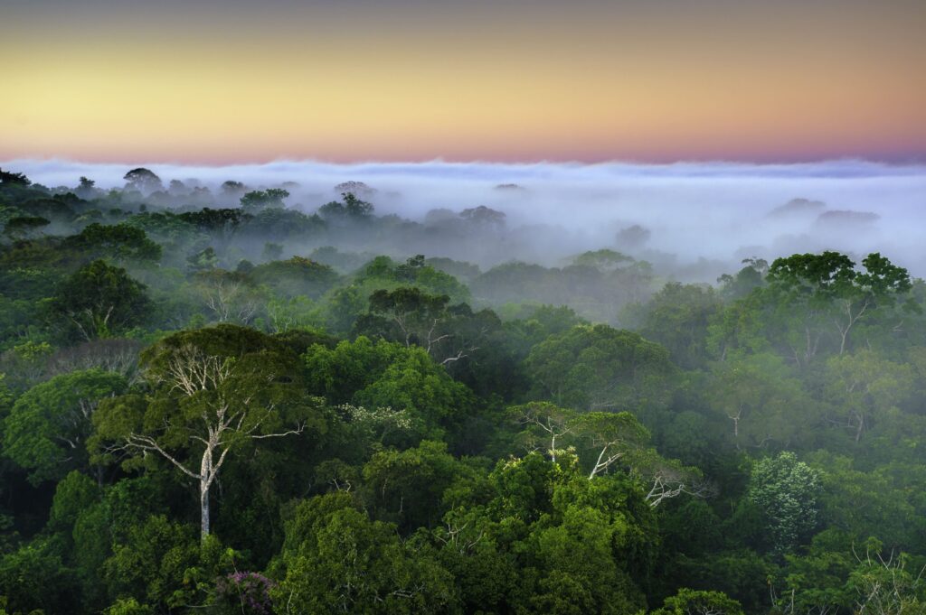 IPÊ 30 Anos: Nossas ações na Amazônia - IPÊ - Instituto de Pesquisas ...