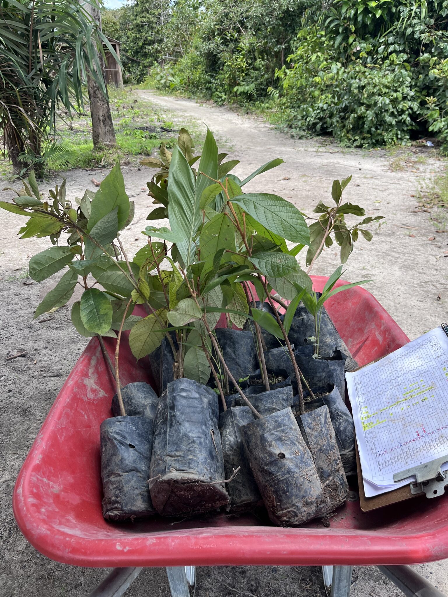 REFLORA segue com plantios e preparação de solo na RDS Puranga ...